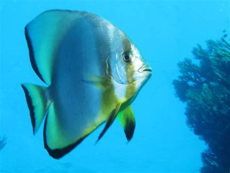 Orbicular Spadefish In The Red Sea