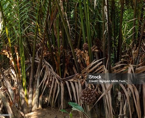 Nipa Tree Nipa Palm Forest A Common Tree In Swamps And Canals In The