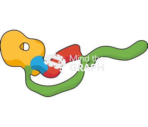 Free Toxin Clostridium Difficile 2 Icons Symbols Pictures And Images Mind The Graph