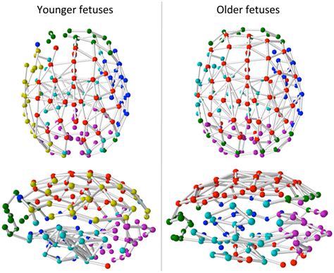 Macro Scale Functional Brain Network Modules For Younger 276