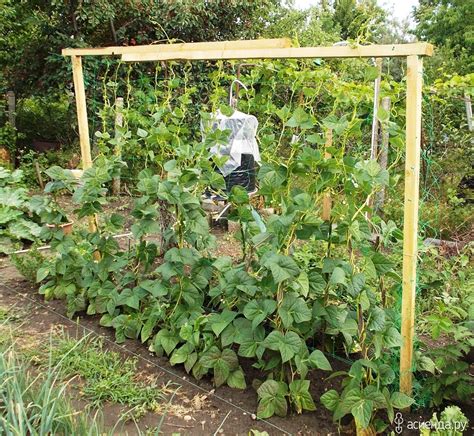 Как красиво посадить горох в огороде (69 фото) » НА ДАЧЕ ФОТО