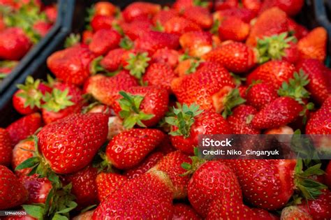 잘 익은 빨간 딸기의 많은 판매를 닫습니다 야채와 과일 소매 시장의 쇼케이스 경제에 대한 스톡 사진 및 기타 이미지 경제 과일 글로벌 비즈니스 Istock