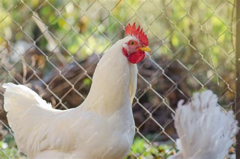 Portrait Of Rooster In Farm Cock In Outside Area Of A Chicken Coop
