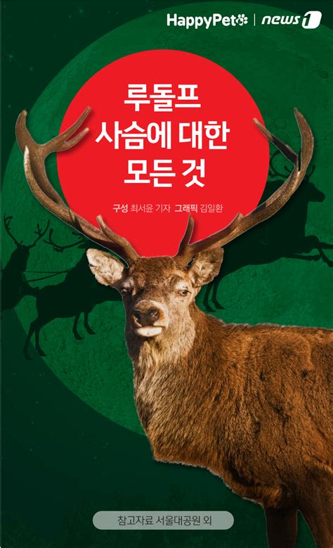 [펫카드] 크리스마스 명물 루돌프 오해와 진실 네이트 뉴스