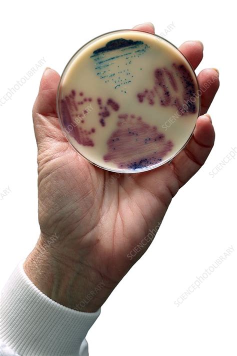 Cultured Li And Enterococcus Bacteria Stock Image C0111620