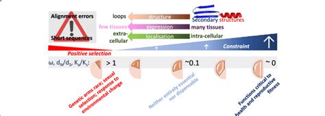 Trends Regarding Sequence Constraint Protein Coding Sites That Are