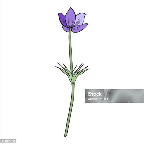 Lumbago 초원 Pulsatilla 꽃 잉크 스케치 흰색에 고립 된 벡터 파스크 꽃 꽃 다채로운 일러스트레이션 디자인을위한 다년생 유독 한 꽃 피는 식물의 식물 그림 0