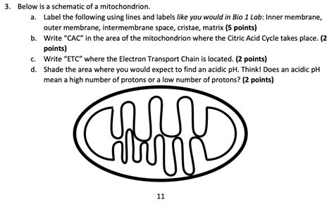 Solved Below Is A Schematic Of A Mitochondrion A Label The Following Using Lines And Labels