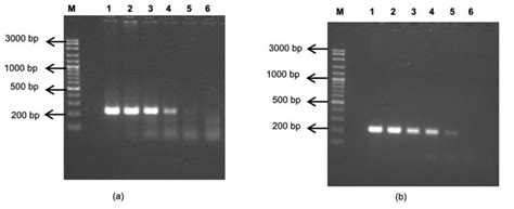 Enzyme Sensitivity Measurement Of Purified Taq Dna Polymerase