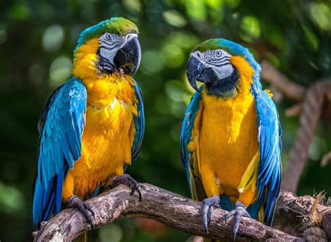 Macaws 9 Popular Macaws Species Your Pet Planet