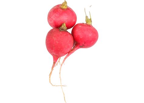 빨간색과 흰색 무 야채와 과일 벡터 홍당무 야채 채소 Png 일러스트 및 이미지 에 대한 무료 다운로드 Pngtree