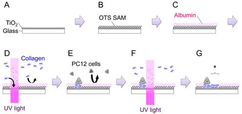 Photopatterning Proteins And Cells In Aqueous Environment Using Tio2 Photocatalysis Protocol