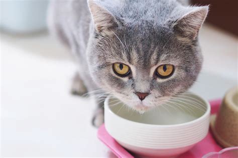 5 Symptoms Of Hyperthyroidism In Cats Great Pet Care