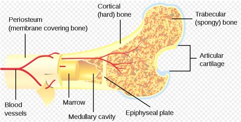 Bone Marrow Physiopedia