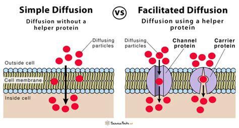 Difference Between Simple Diffusion And Facilitated Diffusion Simple Diffusion Vs Facilitated