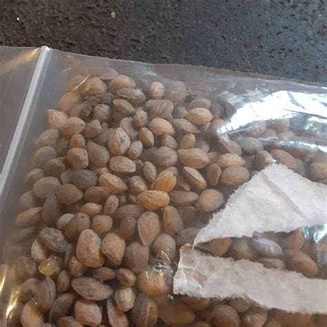 Apache Pine Tree Seeds Pinus Engelmannii Fresh Seeds