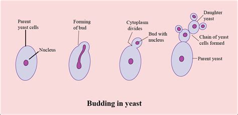 Asexual Reproduction Through Budding Takes Place I Tutorix 58 Off