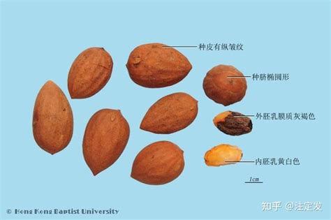 中药学榧子杀虫消积润燥治虫积腹痛小儿疳积燥咳便秘痔疮 知乎
