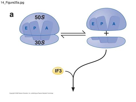 Ppt Ribosomes Are Here The Protein Synthesized In The Cells Powerpoint Presentation Id6797346