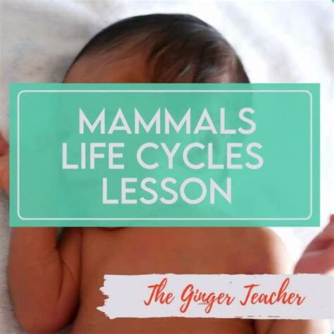 Mammal Life Cycles Lesson By The Ginger Teacher Tpt