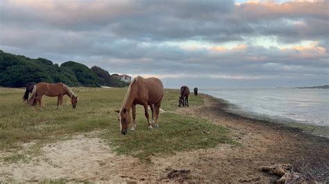 Girlsuckhorse Videos Download The Best Free 4k Stock Video Footage