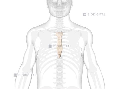 Sternum Biodigital Anatomy