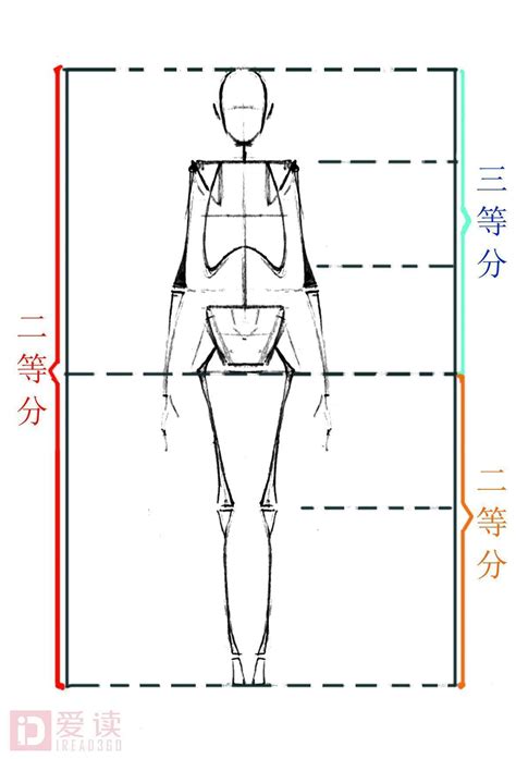 手绘教程：男性和女性人体的差别你掌握了吗？ 知乎