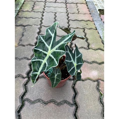 植入日常 黑葉觀音蓮 五吋盆 觀葉植物 網美植物 室內植物 辦公室植物 交換禮物 店面擺設 蝦皮購物