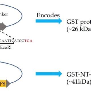 Schematic Representation Of PGEX 3X Vector And The Construction Download Scientific Diagram