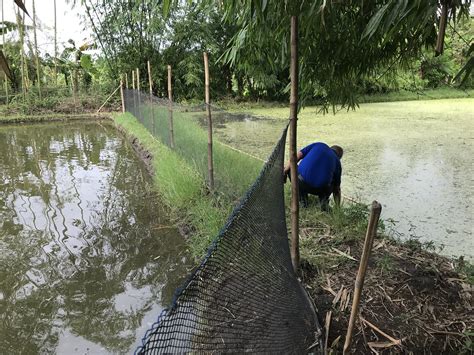 Guiltless Getaways How To Make Vermicast Simple Vermicomposting Tips Itik Pinas Housing And