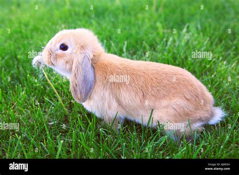 Lop Ear Bunny Hi Res Stock Photography And Images Alamy