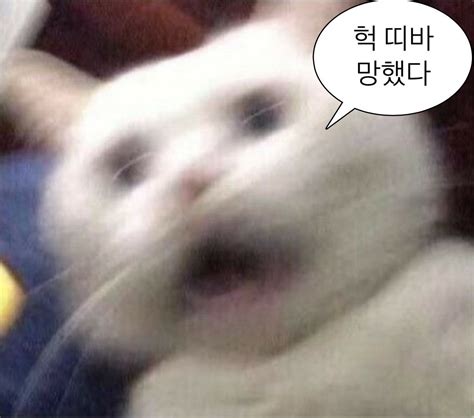 330개의 짤 아이디어 2025 웃긴 밈 웃긴 웃긴 인용구
