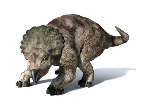 Protoceratops Fact Anatomy Behavior And Adaptation