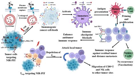 Ijms Free Full Text Near Infrared Photoimmunotherapy A Review Of Recent Progress And Their