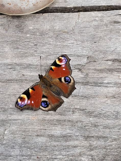 Бабочка заставка на робочий стол