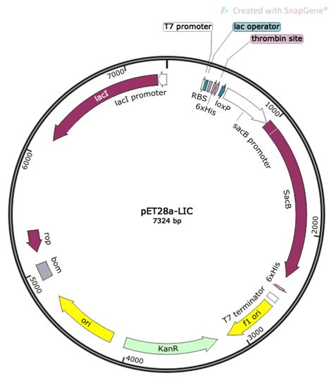 分子克隆启动子 知乎