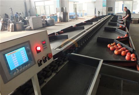 Automatic Fruits And Vegetables Weight Sorting Grading Machine Mango Lemon Pear Kiwi Dragon