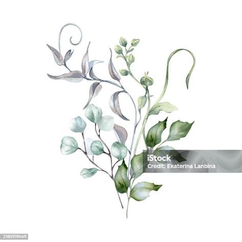 섬세한 수채화 녹색 식물이 분리되어 있습니다 유칼립투스 가지 호랑가시나무 잎 곱슬 덩굴이 세이지 그린으로 그려져 있습니다 파스텔 톤의 단풍 뭉치 손으로 그린 디자인 자연