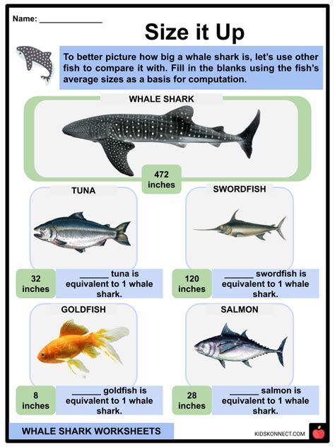 Whale Shark Worksheets Taxonomy Physiology Size Speed Habitat