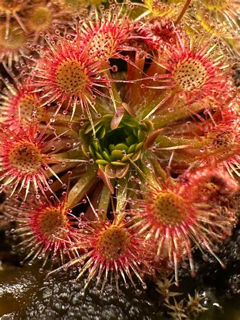 Drosera X Badgerupii Gemmae Crabcores Carnivores