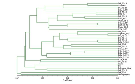 Genetic Relationships For Guava Psidium Guajava L Accessions The