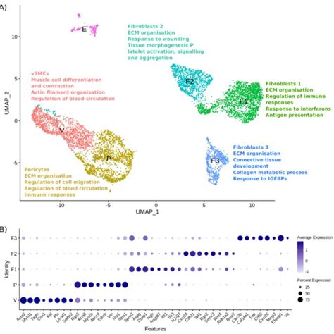Single Cell RNA Sequencing Identifies Five Transcriptionally Discrete Download Scientific