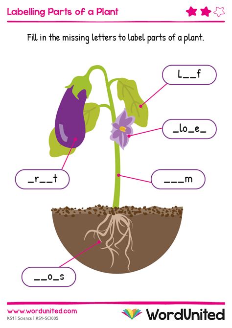 Parts Of A Plant Labelling
