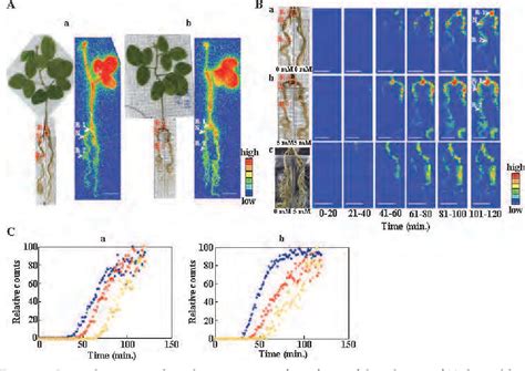 Figure 14 From Effect Of Nitrate On Nodulation And Nitrogen Fixation Of Soybean Semantic Scholar