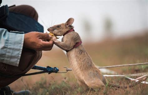 Recibe Rata Gigante Africana Medalla De Oro La Opci N De Chihuahua