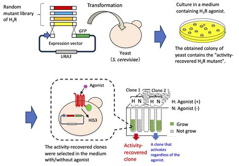 Yeast Diagram Labelings