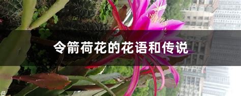 令箭荷花的花语和传说 花百科