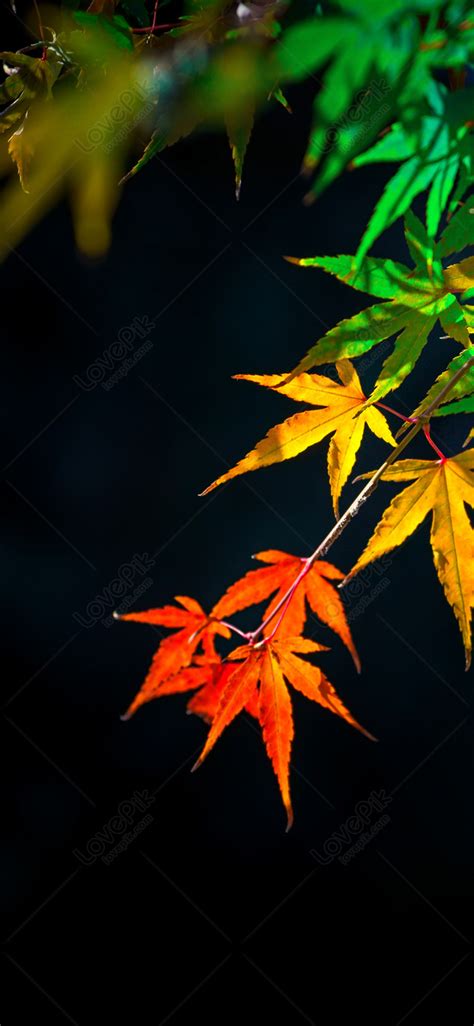 Gambar Wallpaper Daun Maple Ponsel Untuk Diunduh Gratis Di Lovepik