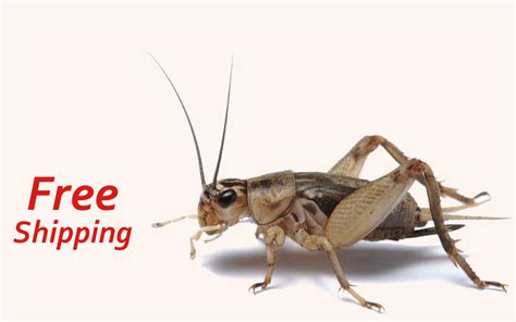 Live Crickets For Sale Free Shipping The Critter Depot