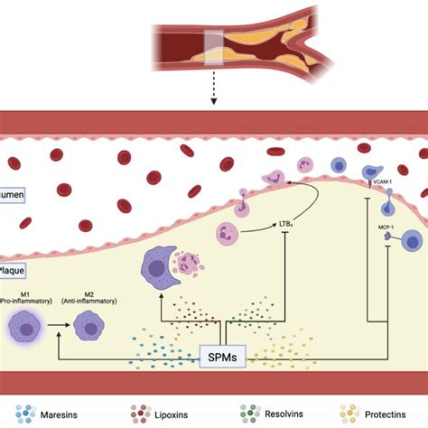Spms Including Maresins Lipoxins Resolvins And Protectins Assist In Download Scientific